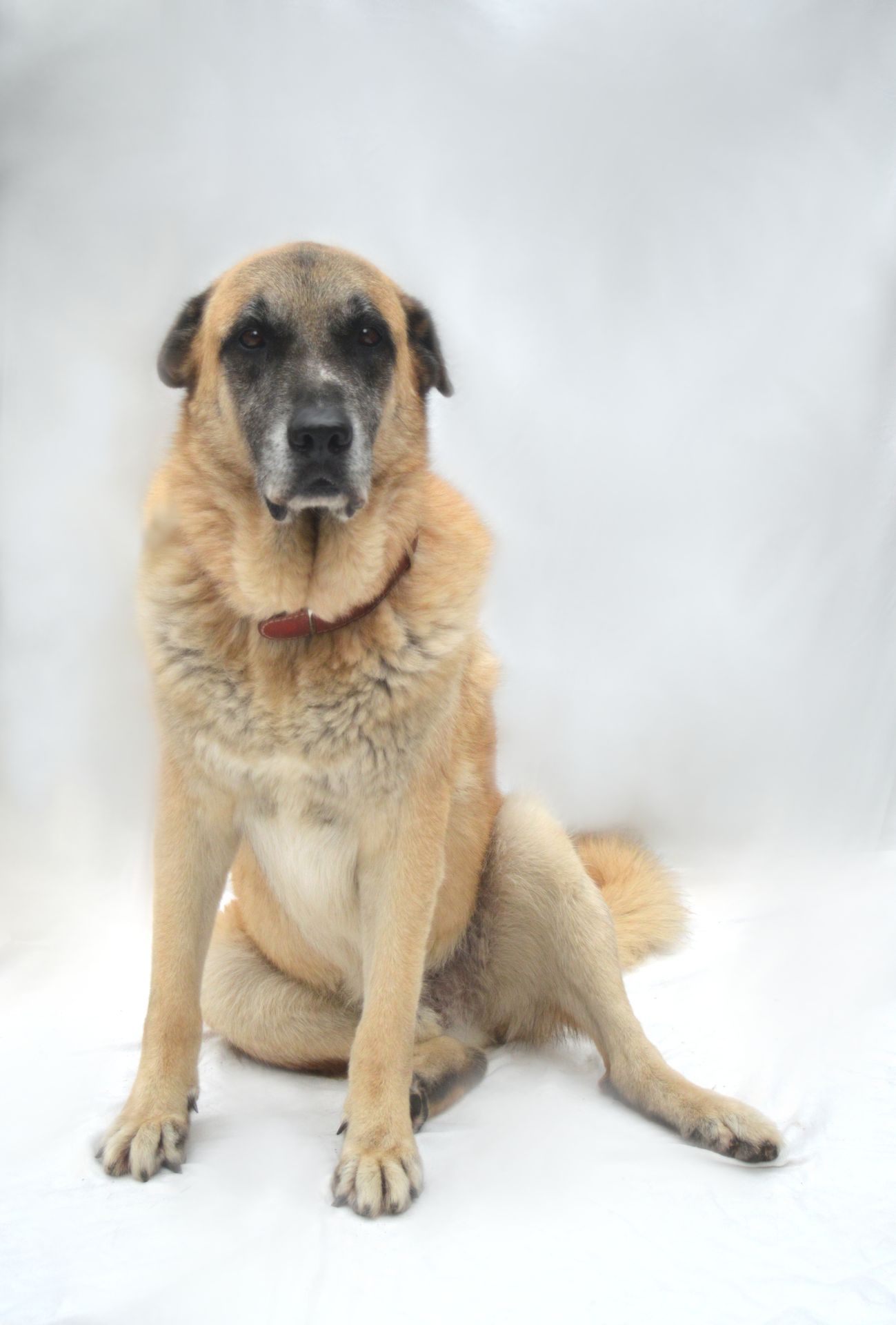 Doneer nu | Stichting Animals Faith