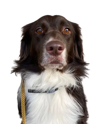 Adoptie Honden en Katten | Stichting Animal's Faith